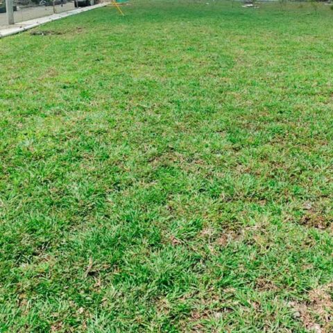 Prado, Grama y Césped Trenza - Pacífico Jardinería